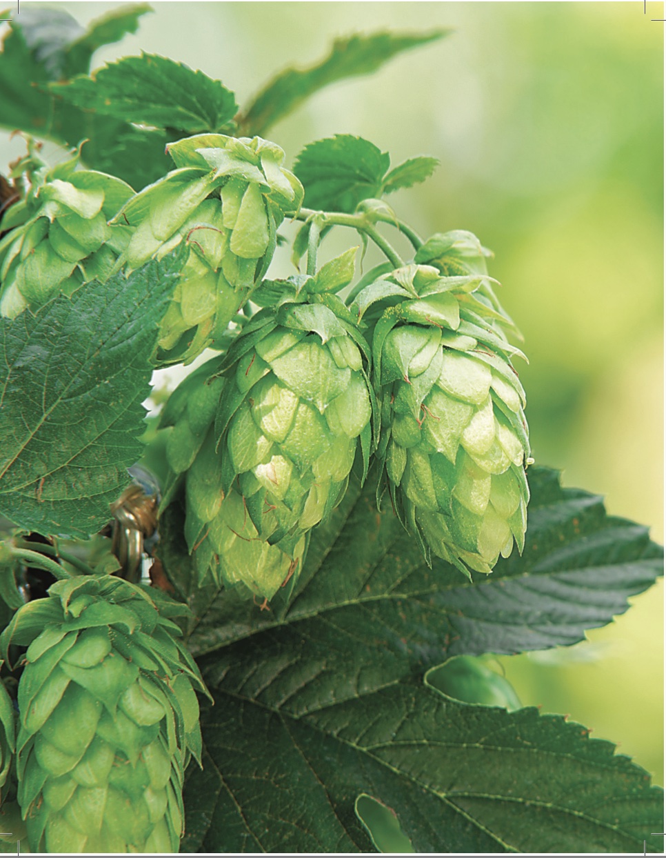 Growing the Hops Industry | Heritage University